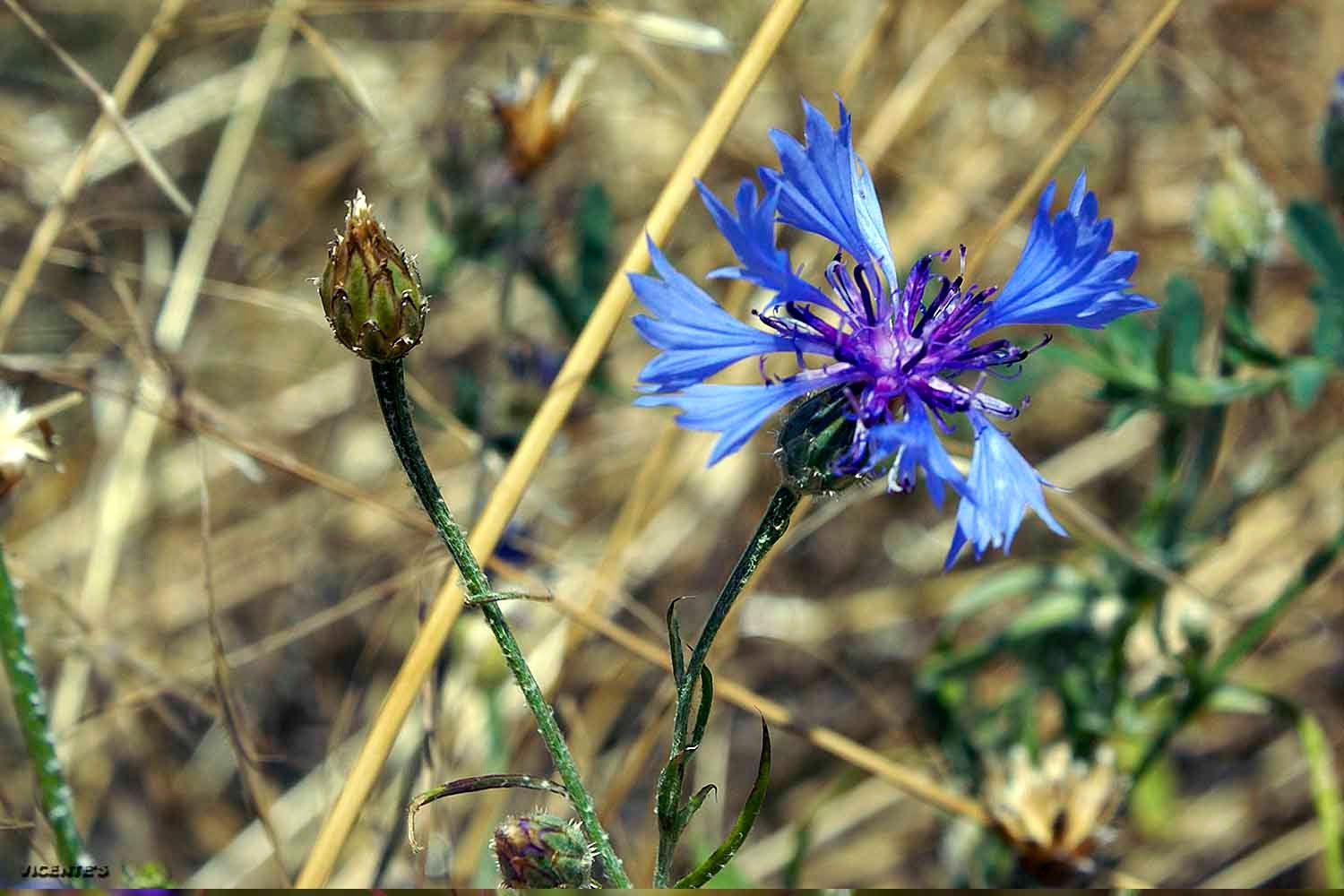 Las flores silvestres de Hormaza: Centaurea cyanus