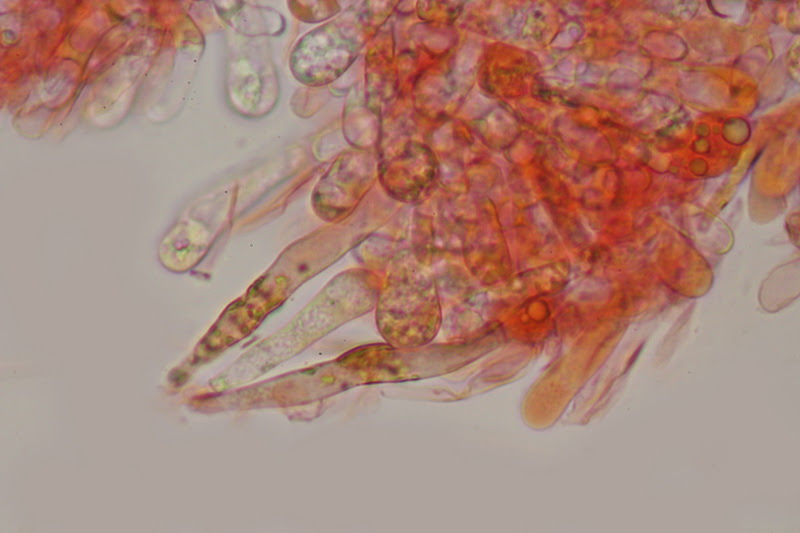 El mundo microscópico de los hongos: Leccinellum lepidum (Bouchet ex ...