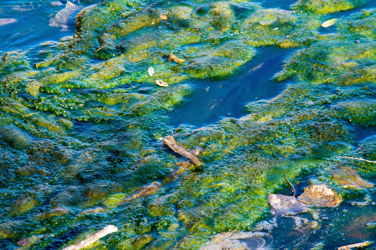 A Tree Falling: Two Buttes Reservoir State Wildlife Area