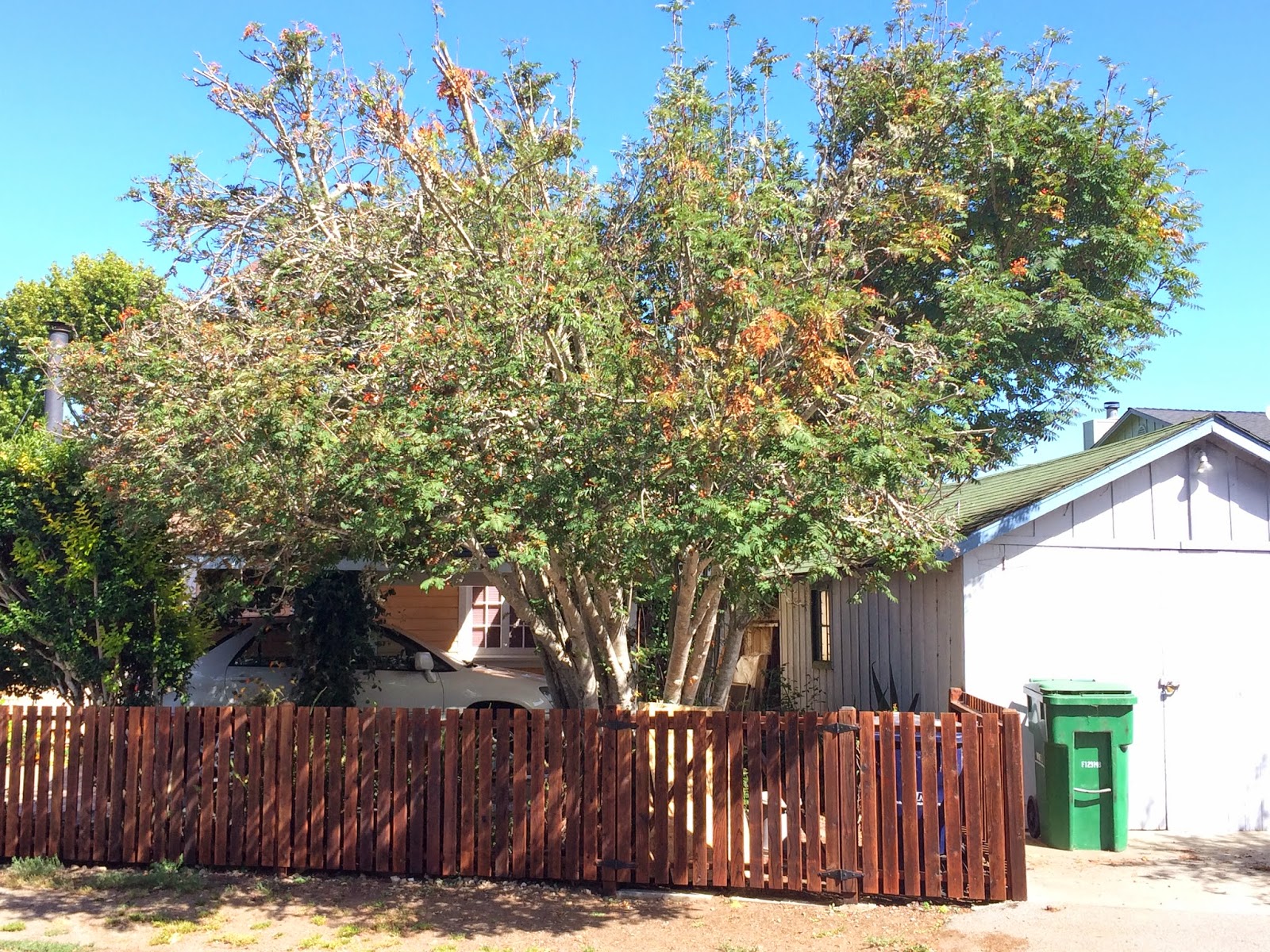 Trees of Santa Cruz County: Sorbus aucuparia - European Mt. Ash