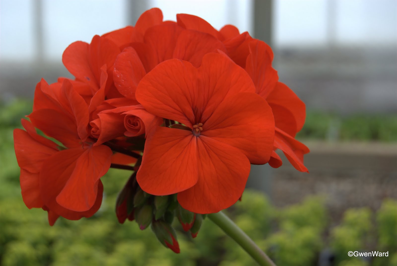 PERFECT PELARGONIUMS: Pelargonium "Paul Crampel" famous old variety.