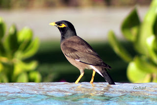 Birds of Bahrain طيور البحرين والعالم العربي: مينة هندية