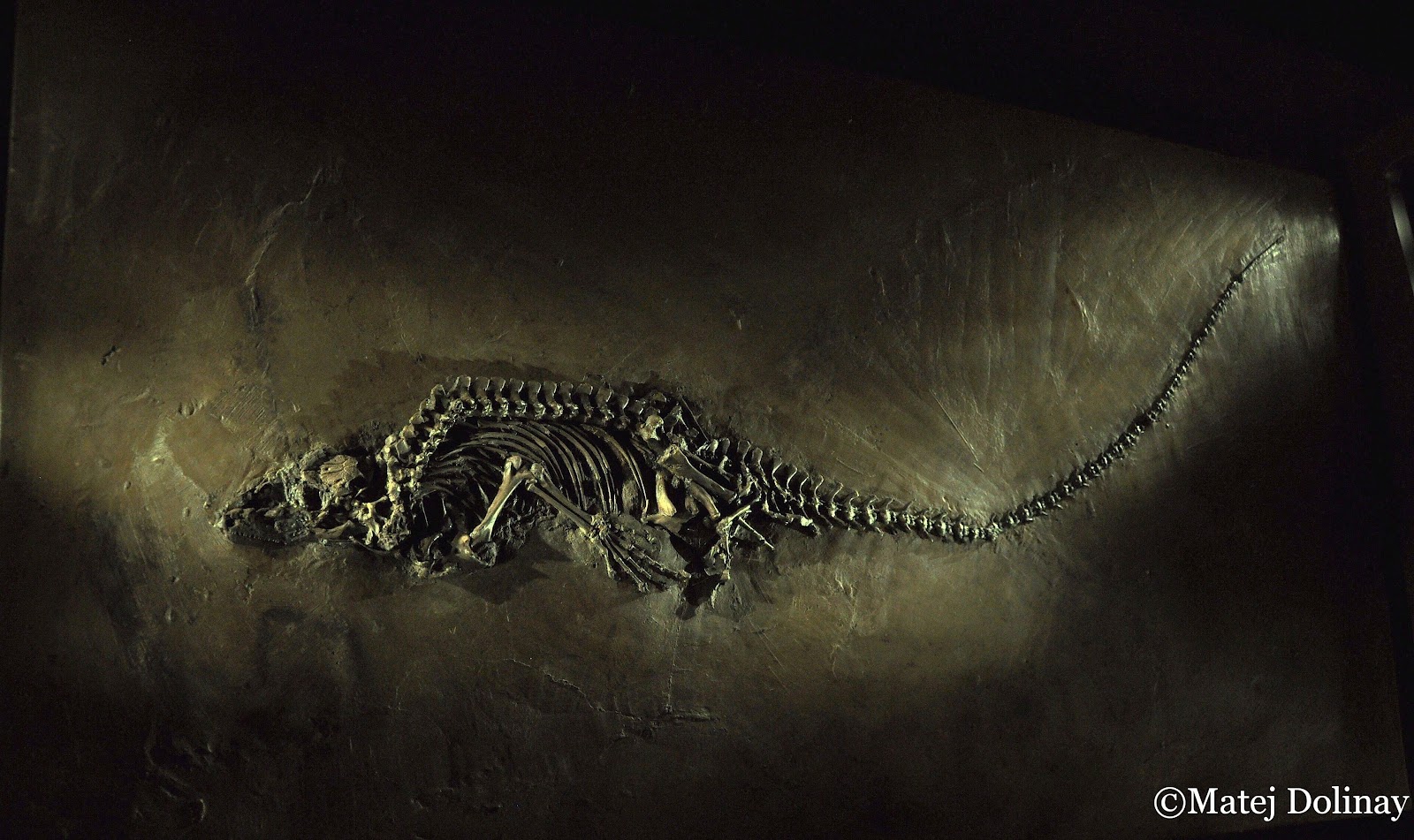 Evolutionary Vertebrate Zoology: Messel on Tour