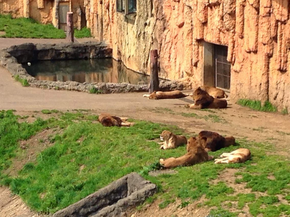 Life with Bon Bon, the most stubborn Chow Chow in Tokyo: Bon Bon and ...