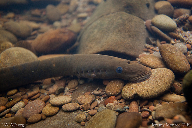 O tym, jak spotkać minoga w Polsce ~ Naturalnie