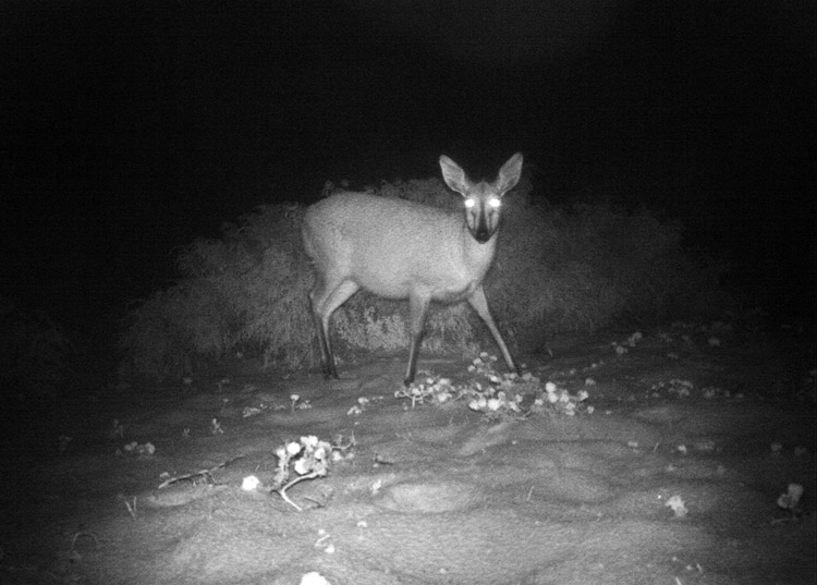 Remote Camera Trap - South Africa: Camera Trap Photo Tricks 102