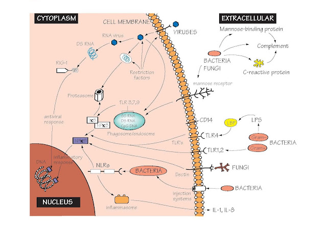 Receptors Of The Innate Immune System - pediagenosis
