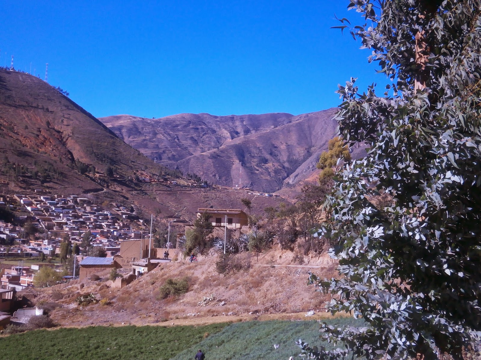 FOTOGRAFIAS DE TARMA Y ALRREDEDORES: Eucalipto en Tarma - Un hermoso ...