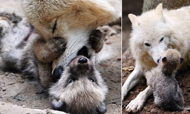 White Wolf : Stunning Images Showcase the Cuteness of Fluffy Arctic ...