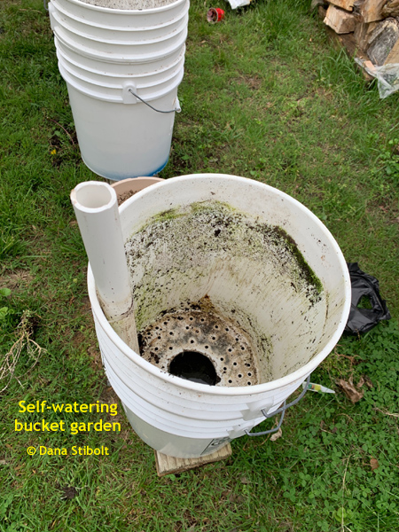 Green Gardening Matters: Bucket gardening for your edibles