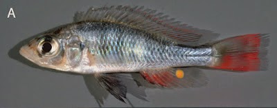 Sciency Thoughts: A new species of Cichlid Fish from Lake Tanganyika.
