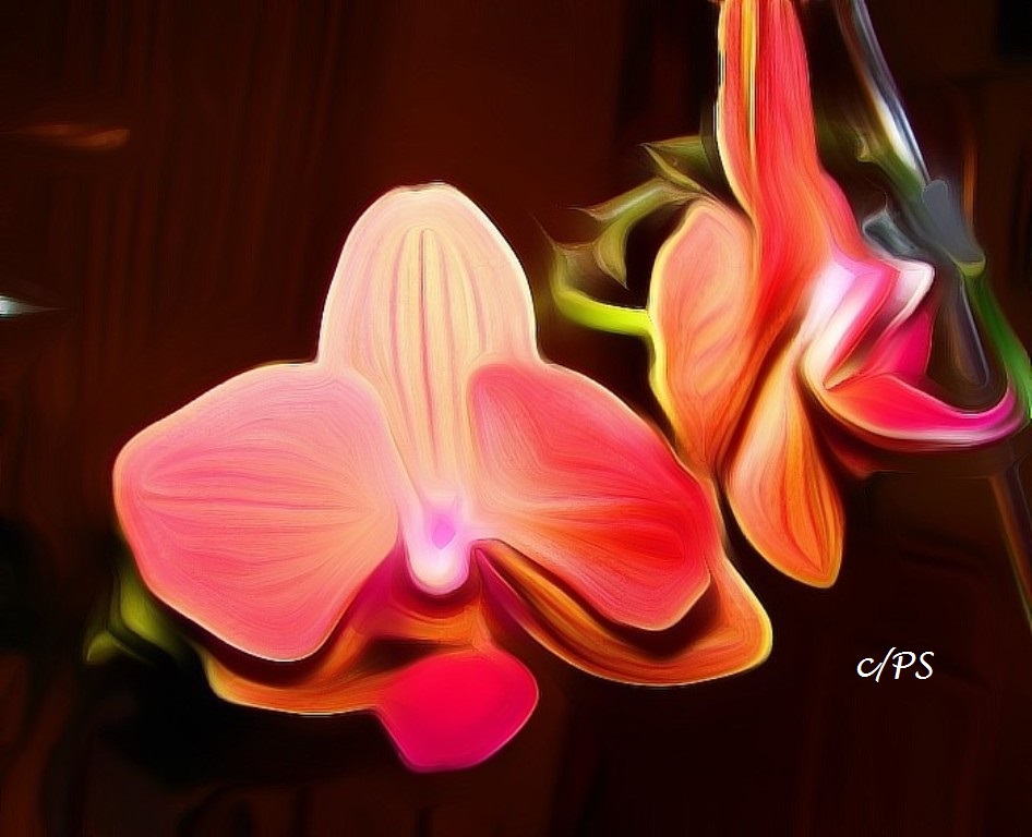 ps-pictureshop: Orchideen, orgideë, orchids, Orhideje, Орхидеи, orkideer