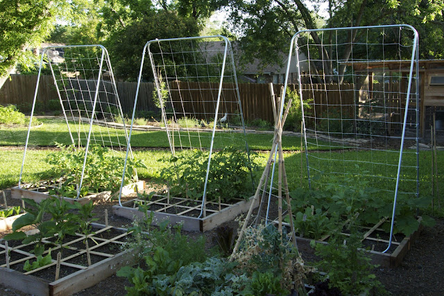 From Our Garden: The Amazing $15 Trellis