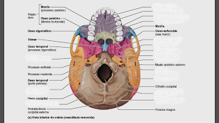 forames do cranio - wood scribd braxin