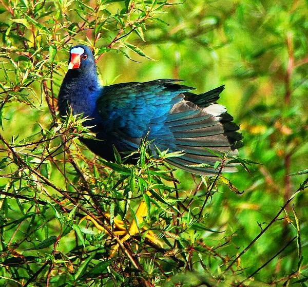 Argentina nativa: Pollona azul (Porphyrio martinicus)