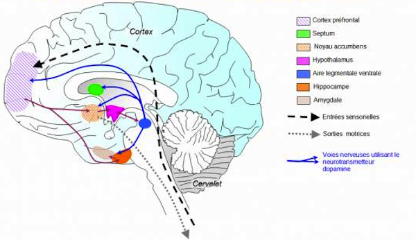 Goûtez au plaisir...: Journey to the center of the Brain
