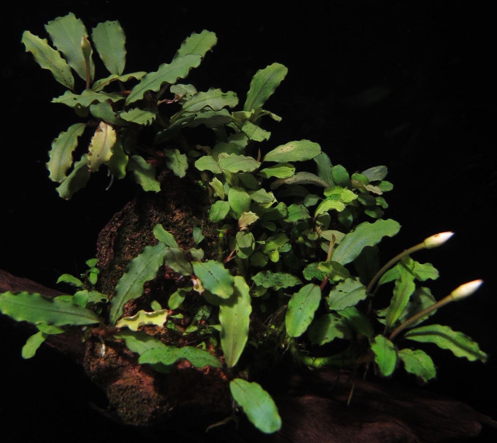 endemic plants: Bucephalandra sp. Aurora, Melawi