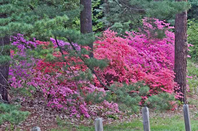 East Gwillimbury CameraGirl: Azaleas/ Scenic Sunday