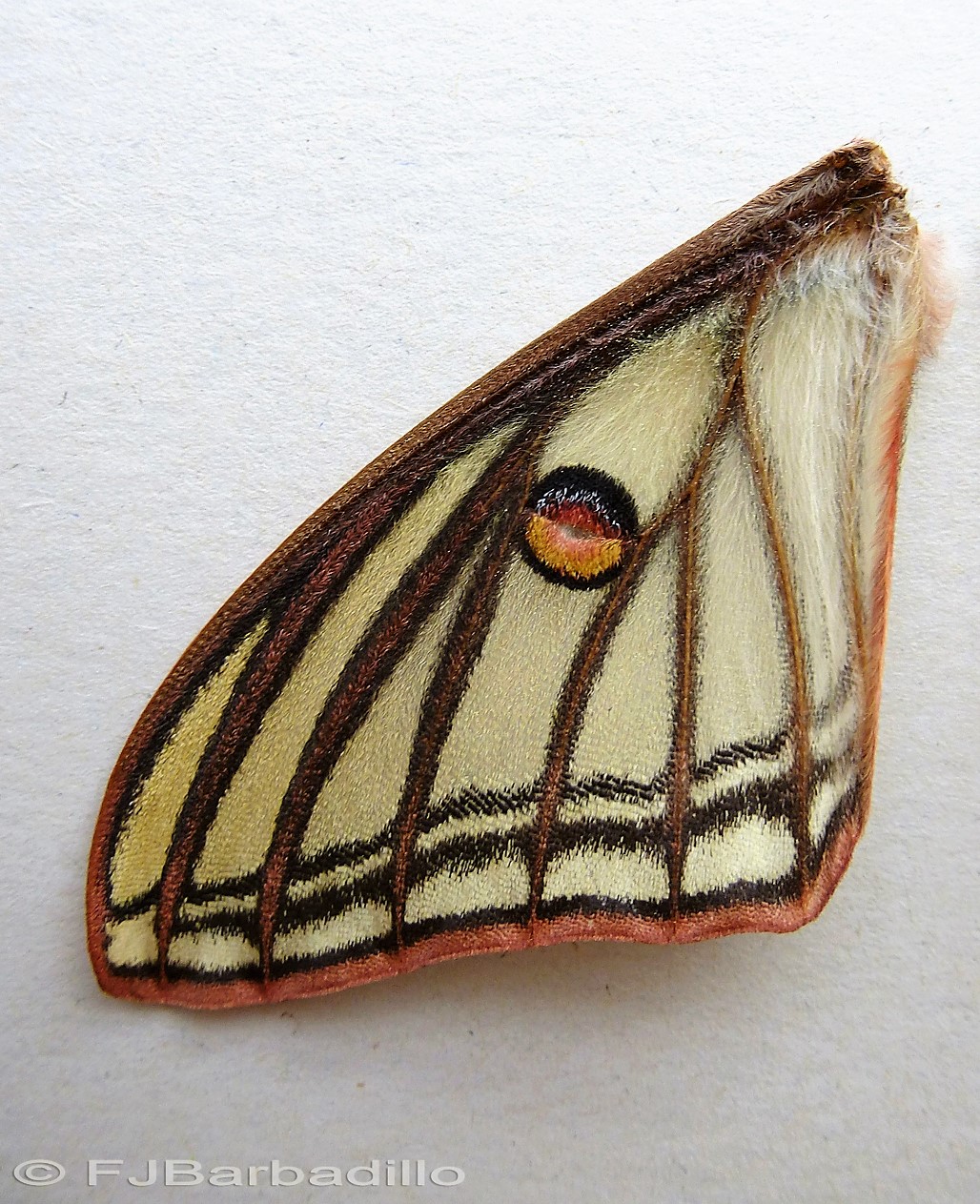 El último rincón: GALERÍA DE LA NATURALEZA: alas de mariposa Graellsia