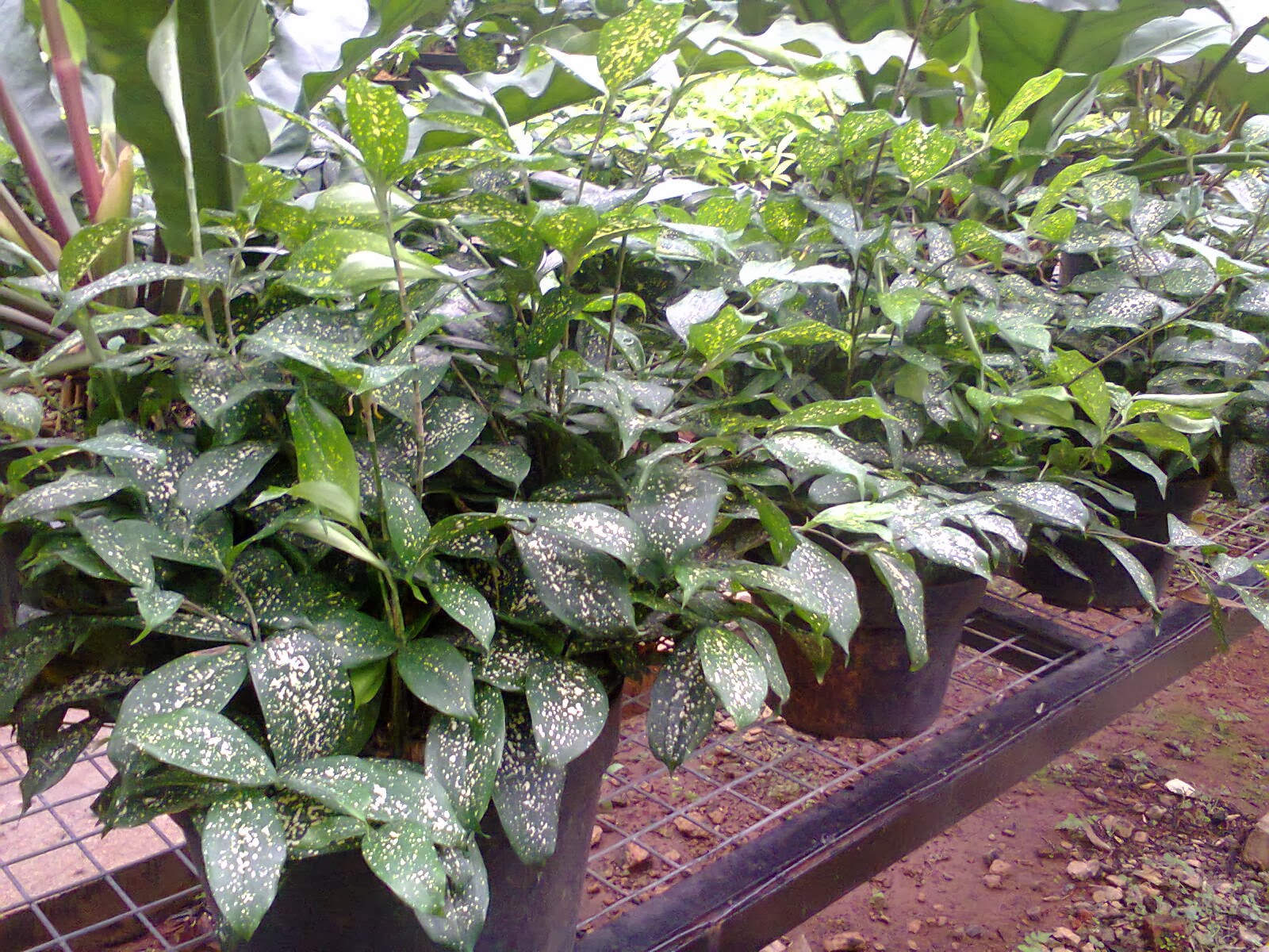 DAFTAR HARGA TANAMAN: Varian bambu jepang dracena