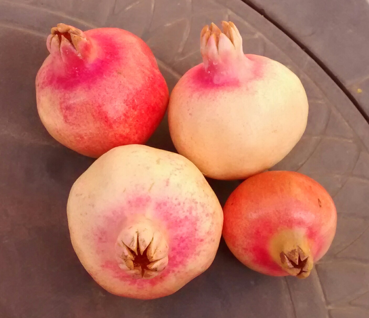 Gardening : Tasting pomegranates: Eversweet, Myatadzhy, Medovyi Vasha ...