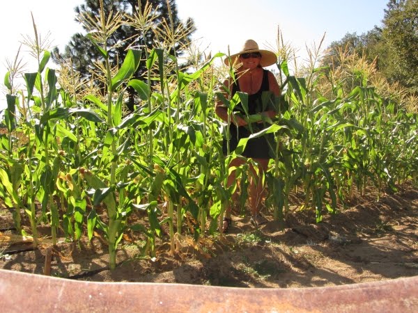 O'Brien's Family Farm: Corn Patch