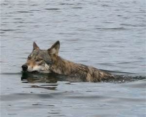 Rock Art Blog: WASGO/GONAKADET - SEA WOLVES OF THE PACIFIC NORTHWEST COAST:
