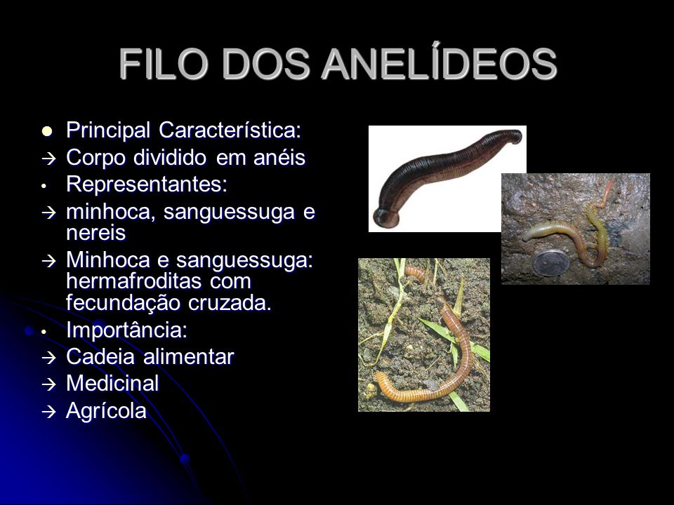 Filo anelídeos | Biologia: A ciência da vida