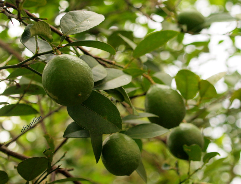 Pure Oxygen Generators: Sourly Sweet