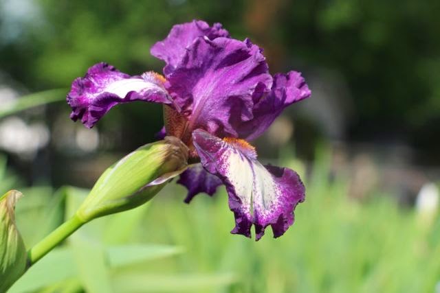 Diamond Rise Gardener: Featured Iris: Outer Edge