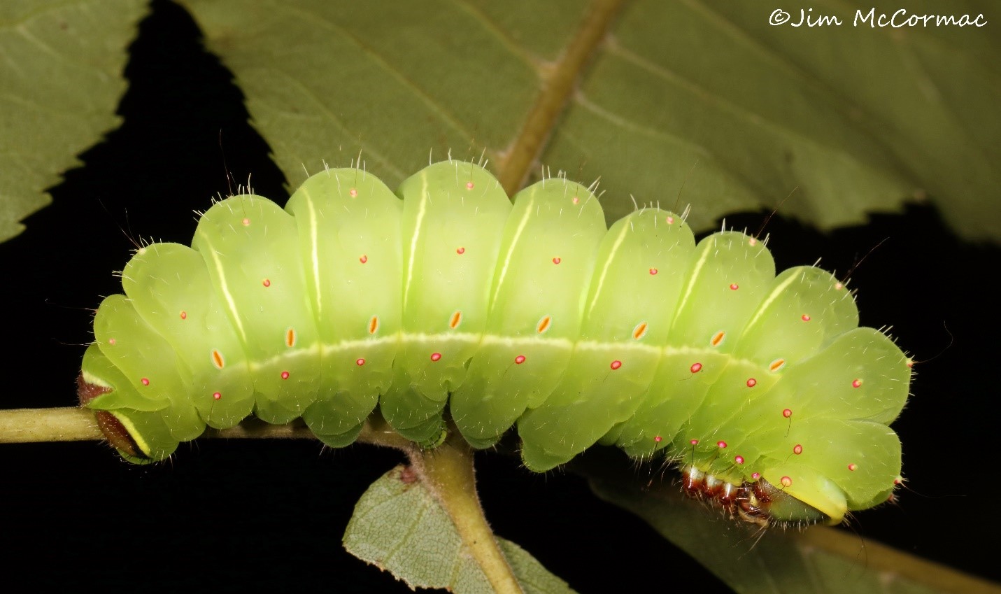 Ohio Birds and Biodiversity: Caterpillar season is upon us!