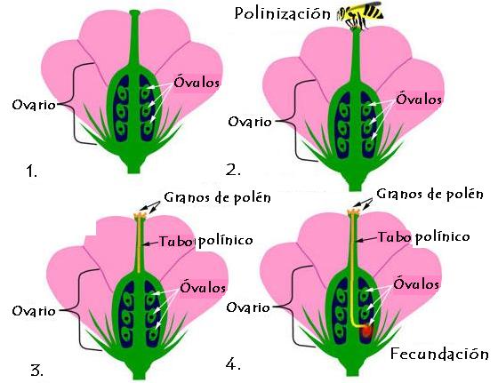 FITOMEJORAMIENTO DE ESPECIES: POLINIZACION Y FERTILIZACION