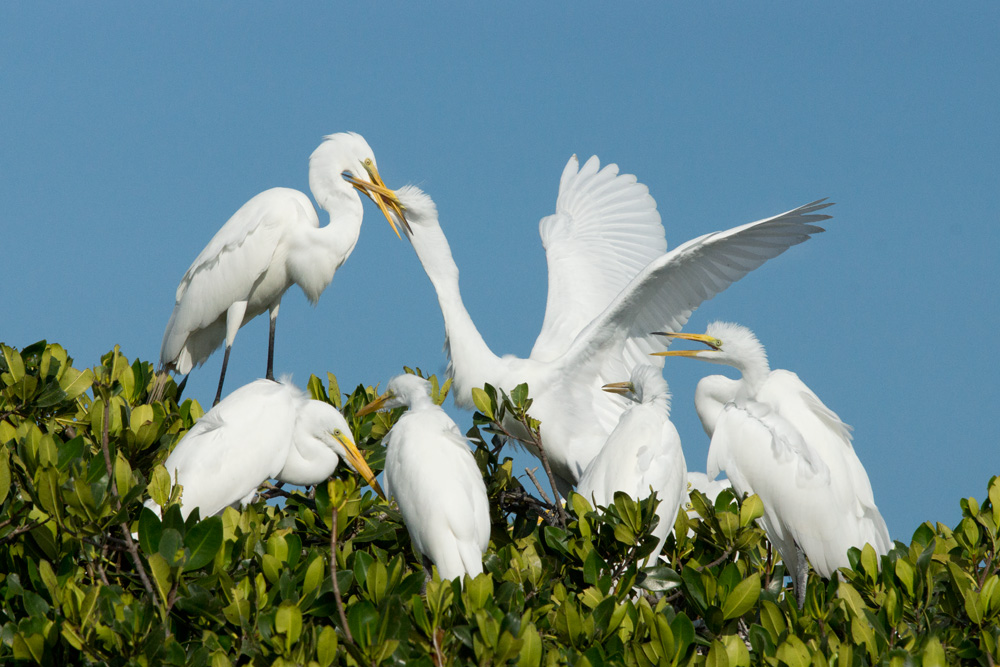 Nature Photography from a Canoe: The dazzling white bird with the long ...