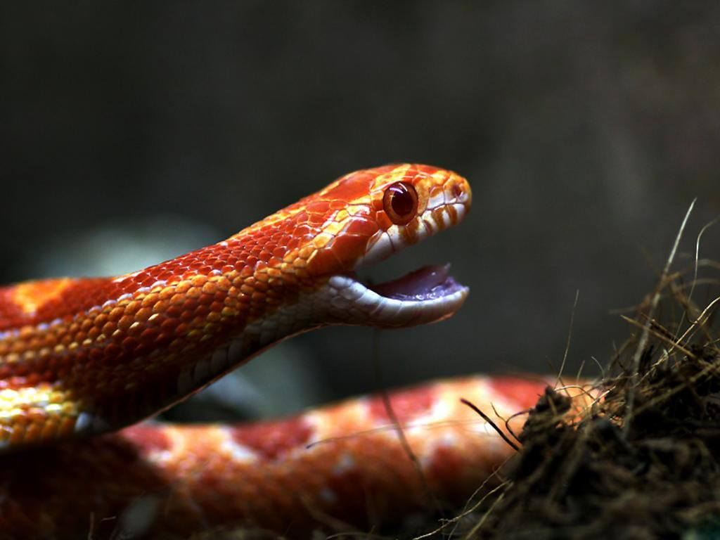 Our Beautiful World: Beautiful red snakes