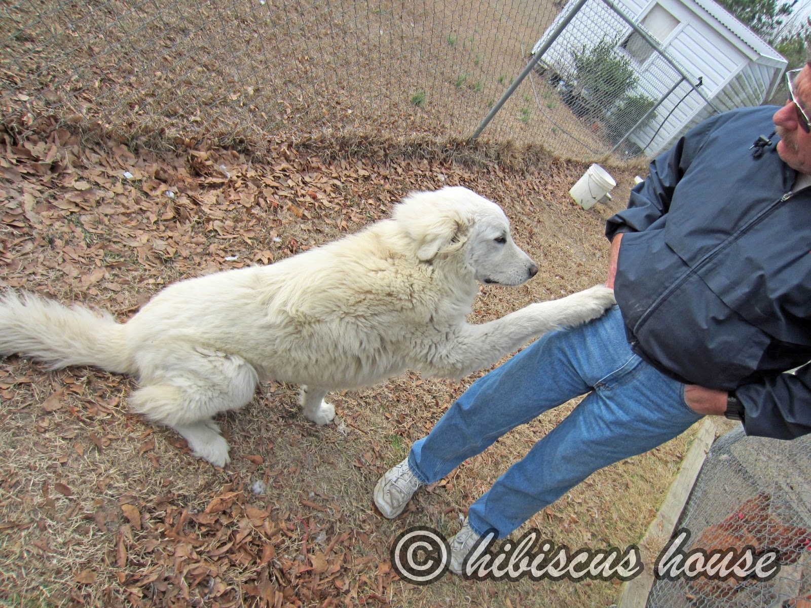 Casper Our New Great Pyrenees Dog
