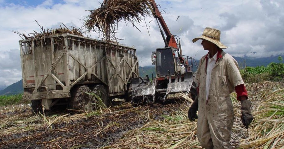 La Caña de Azúcar
