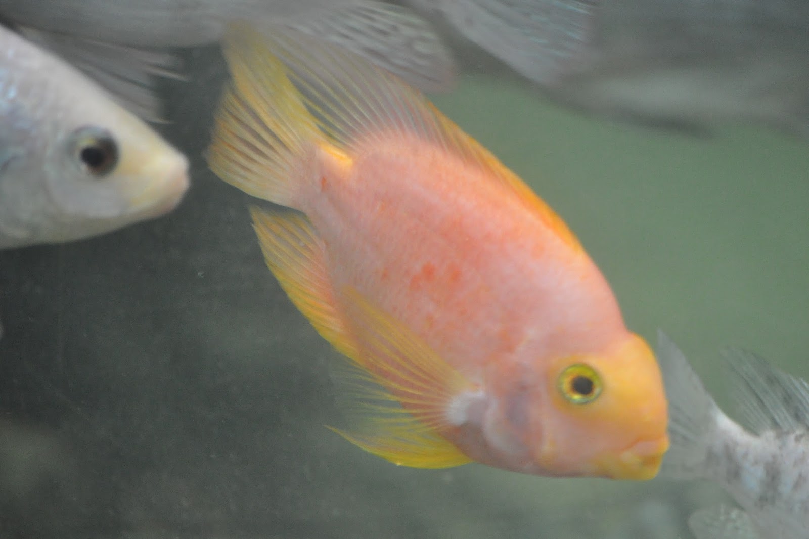 ZOOTOGRAFIANDO (6.100 ANIMALS): PEZ LORO ROJO / RED PARROT (Cichlasoma)