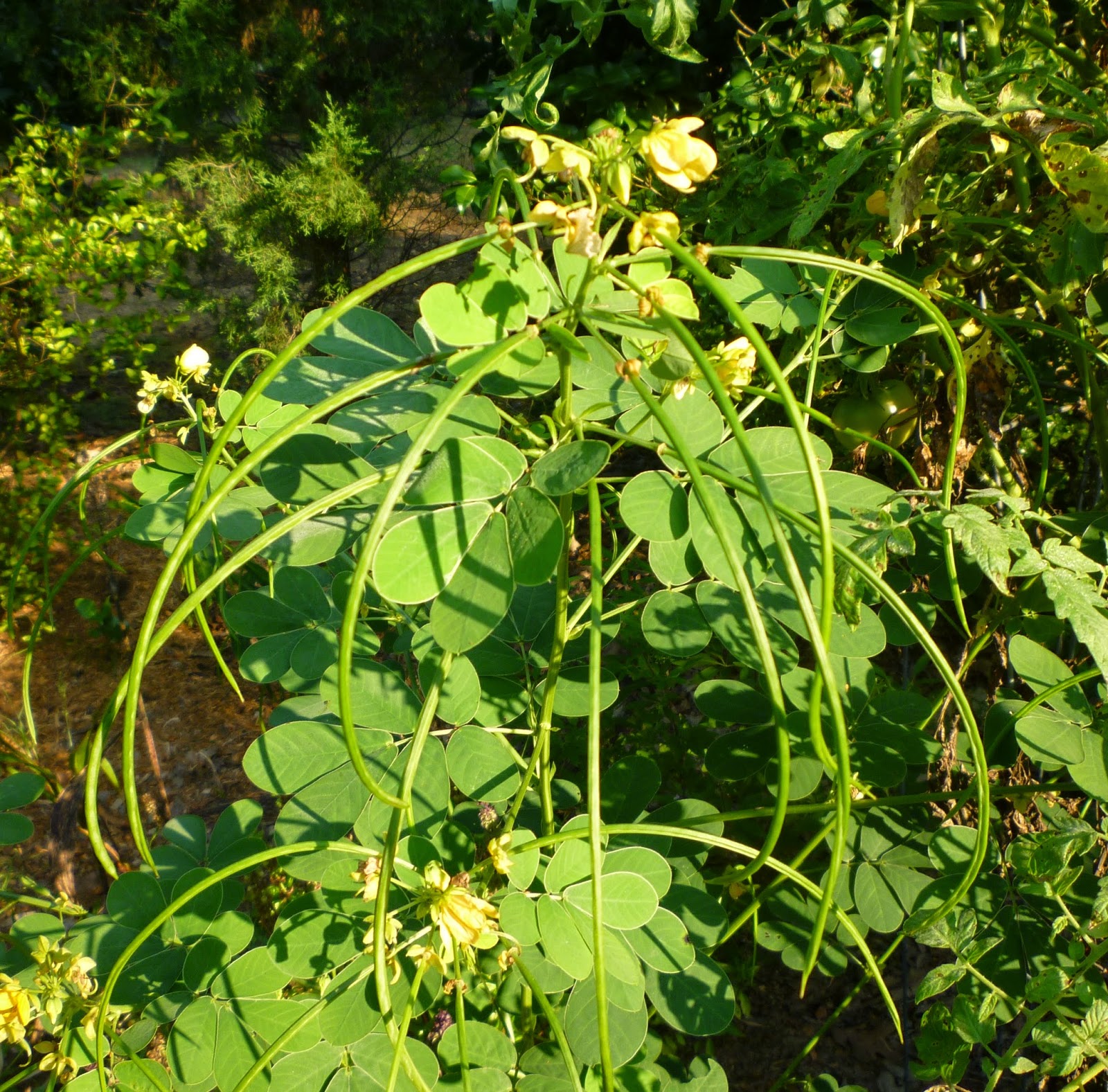 From Bluebirds to Turtles: PANDORUS SPHINX MOTH, SICKLEPOD, LARGE ...
