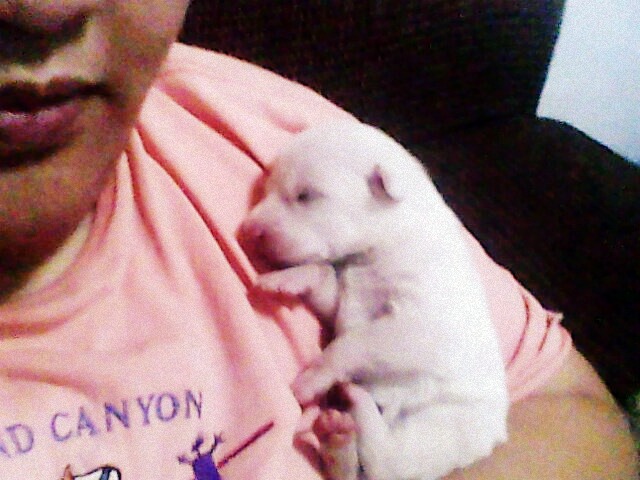 Steve Jobs Store: Asong Pinoy (Philippine Dog)