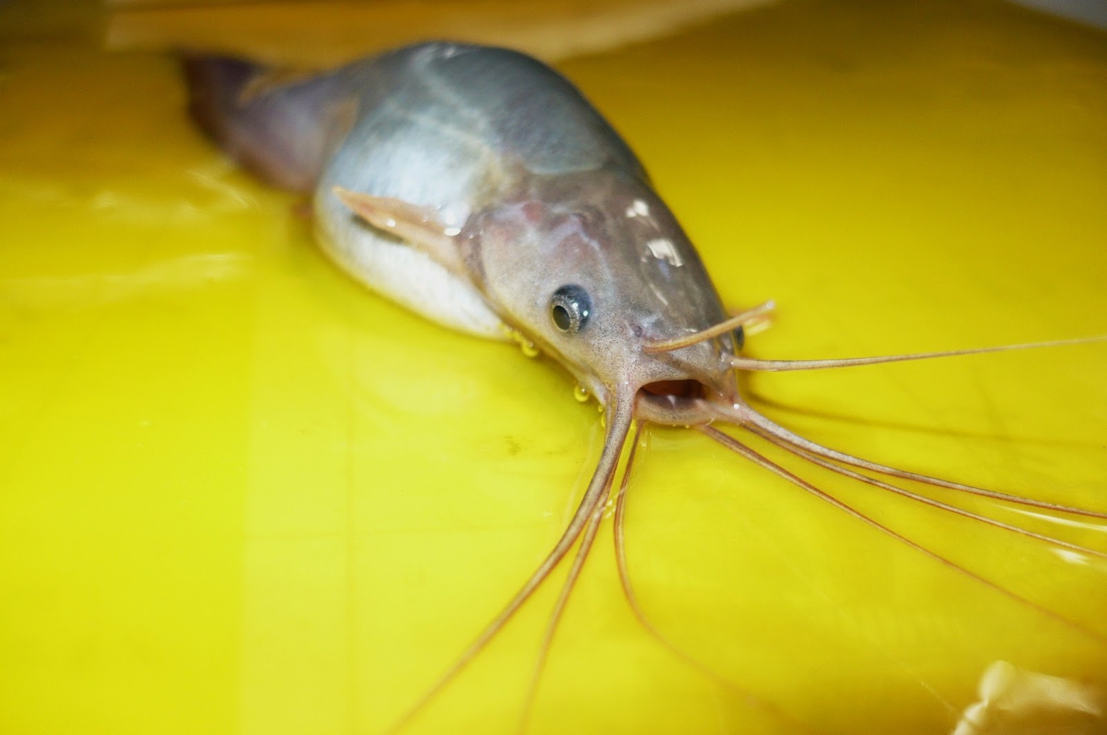 Heteropneustes fossilis - Stringing catfish - Hunga | FRESHWATER FISHES ...