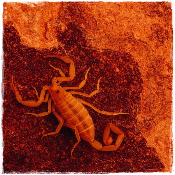 Padparadsa Astrology: Skorpiók a világ kultúráiban