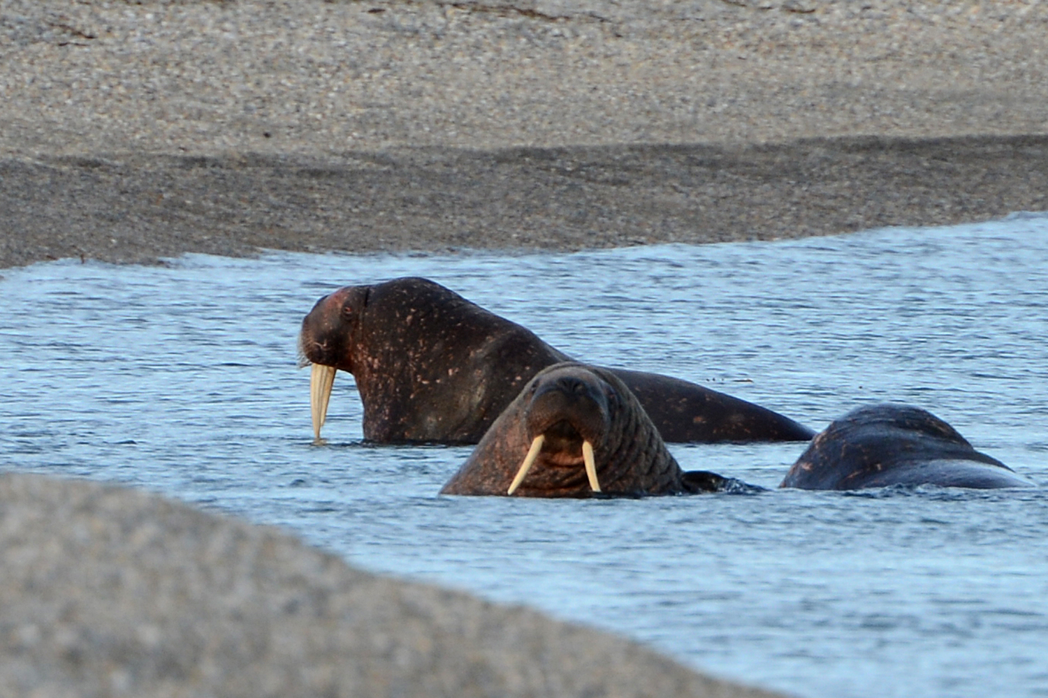 MV FRAM EXPEDITION BLOG: A Walrus day!