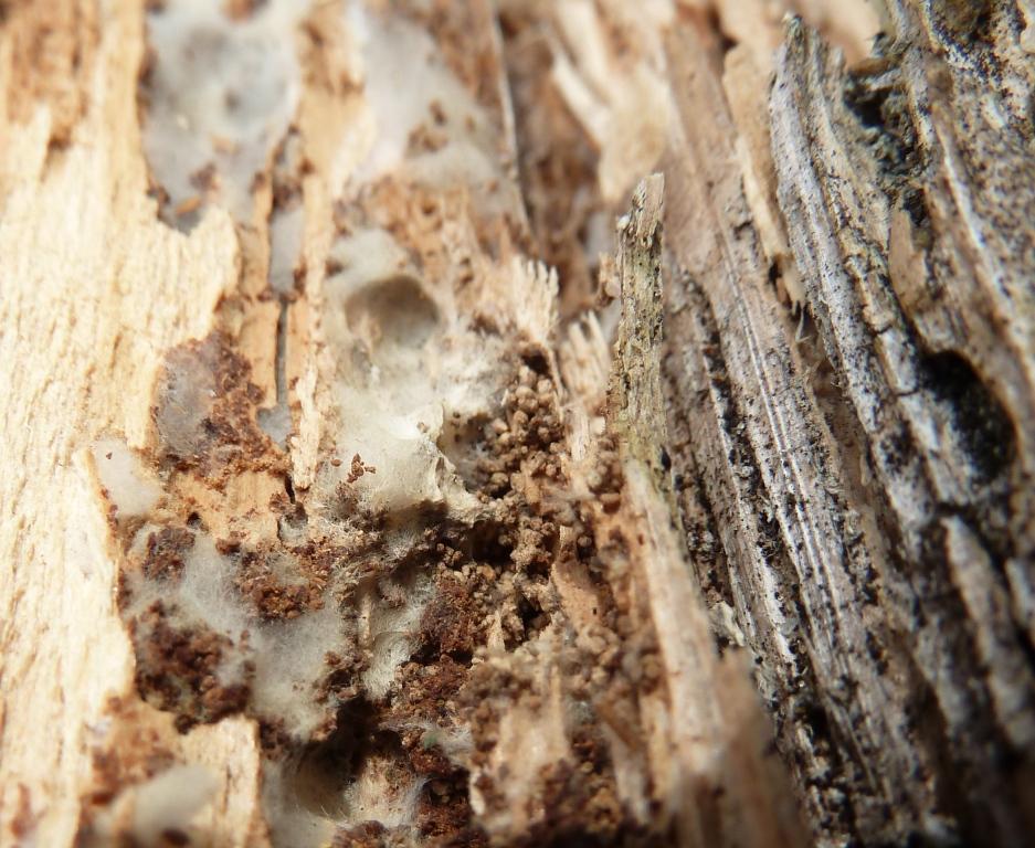 Dave Hubble's ecology spot: Ye olde bee log
