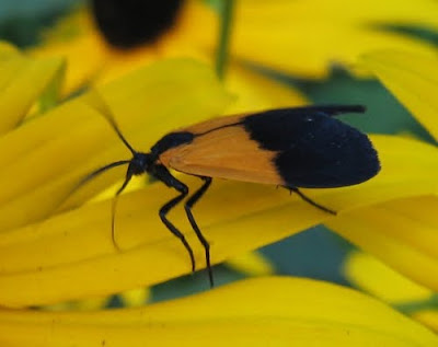 Tangled Web: An Eclipse of Moths