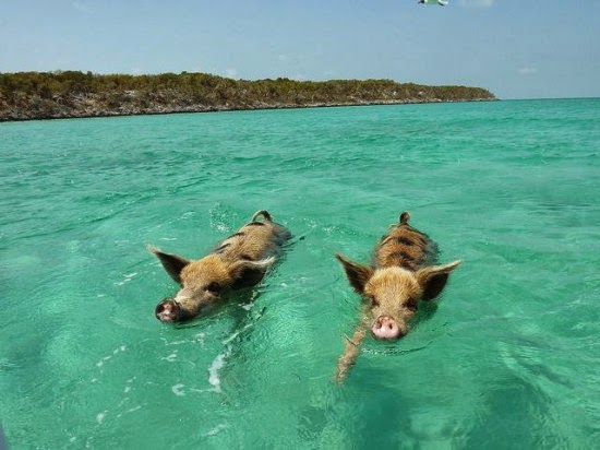 The Swimming Pigs of Big Major Cay, in the Bahamas - Zovina
