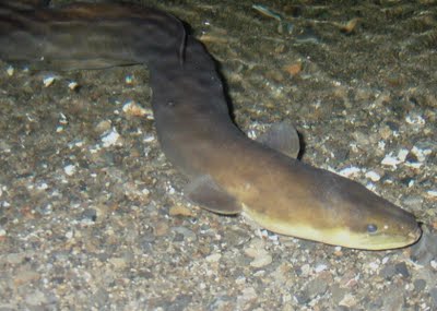 Fishes Images: Arrowtooth eel
