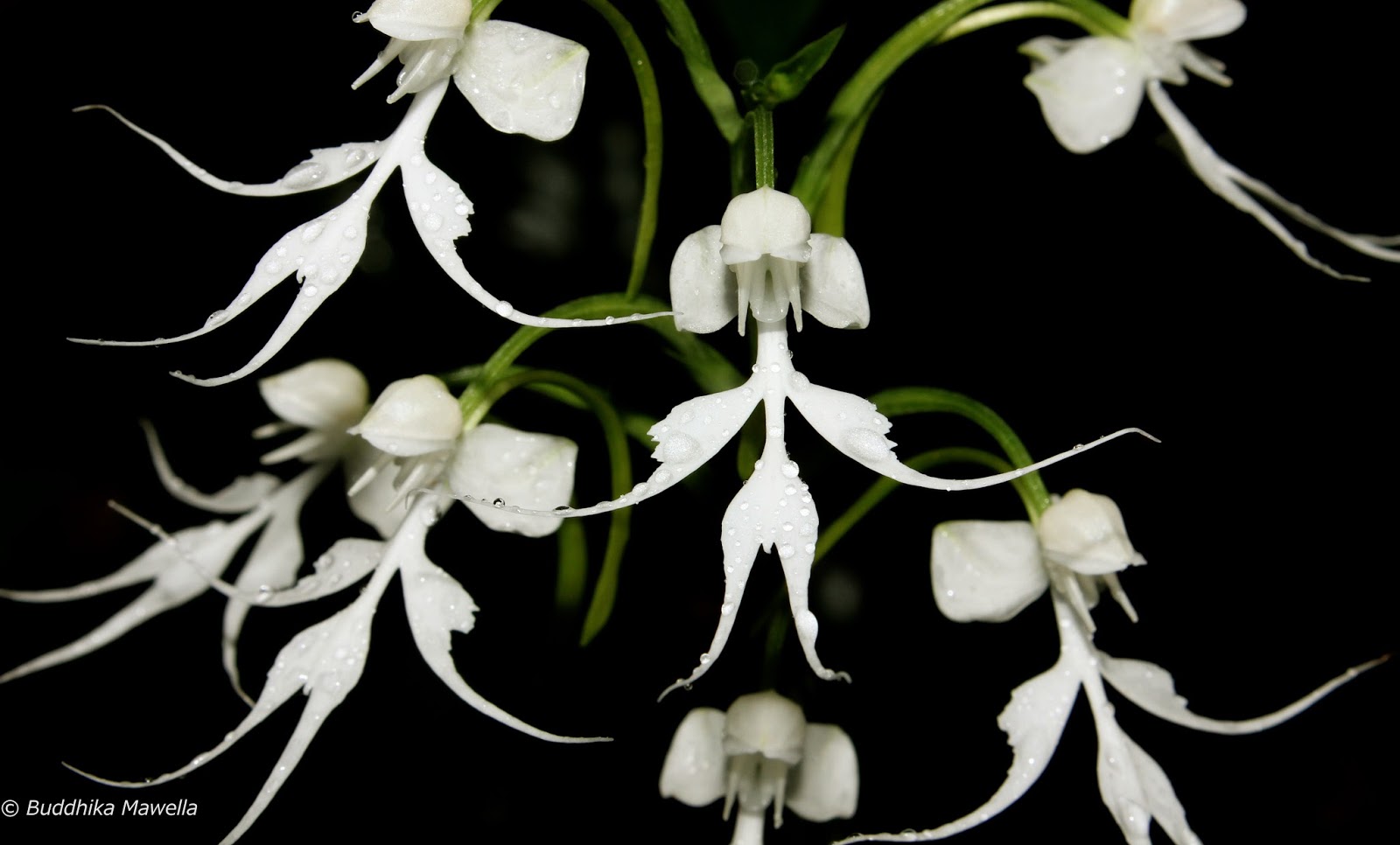 Lanka Nature Summary: Habenaria crinifera