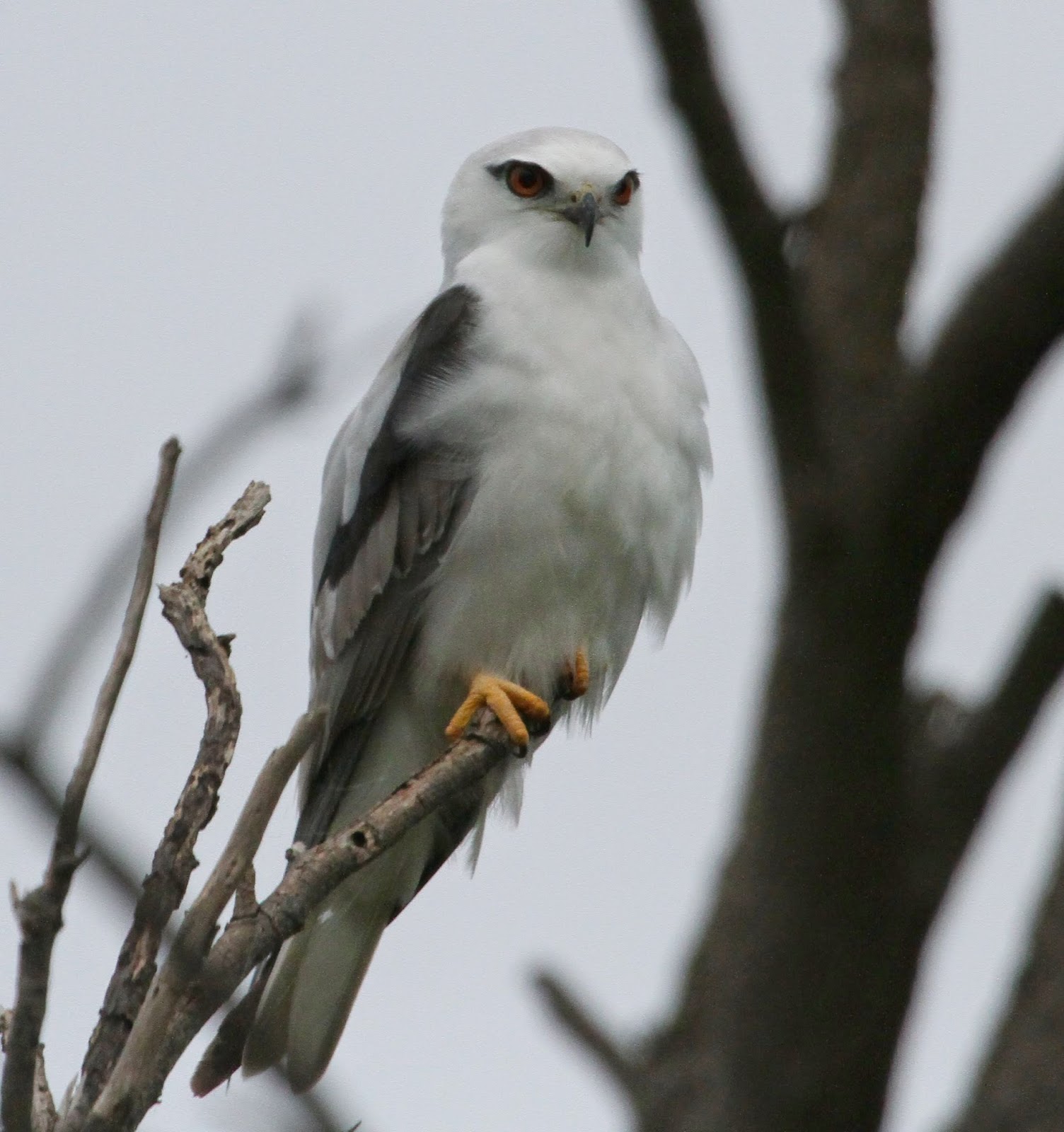 Richard Waring's Birds of Australia: Variety of Victorian bird photos
