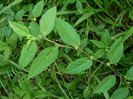Medicinal properties of Sida acuta