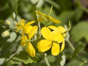 Cele mai bune ceaiuri pentru splina ~ Blogu lui Mandark, blog nou cu ...